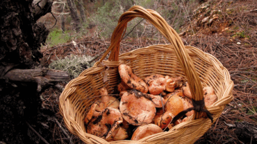 7 tipos de setas comestibles de España - Viviendo La Salud