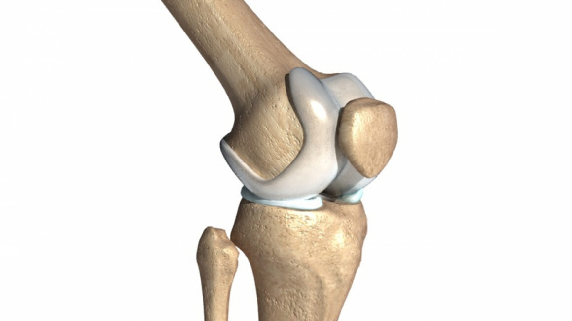 Anatomía de la articulación de la rodilla: ligamentos, huesos y ...