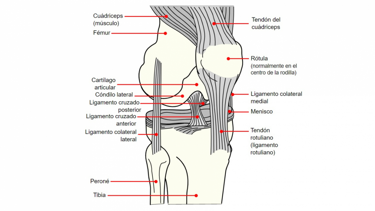 Anatomía de la articulación de la rodilla: ligamentos, huesos y ...
