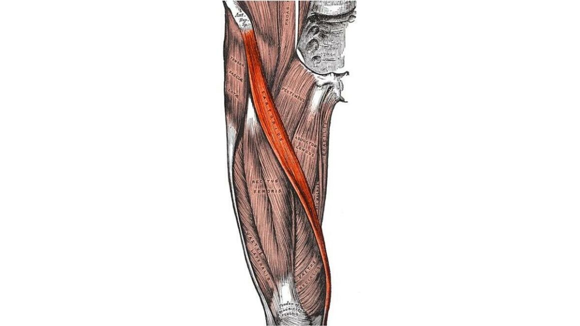 Anatomía del músculo sartorio: función, origen e inserción - Viviendo ...