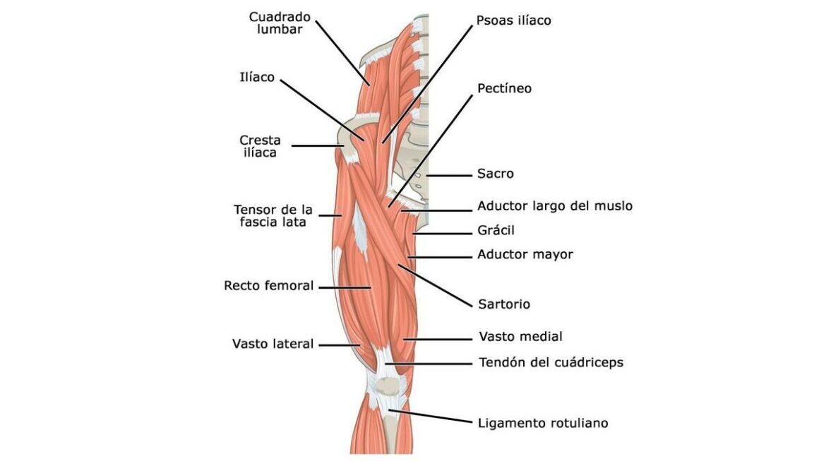 Anatomía del músculo sartorio: función, origen e inserción - Viviendo ...