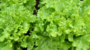 Lechuga batavia: tipos, características y propiedades - Viviendo La Salud