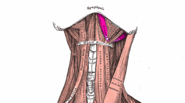 Músculo digástrico: qué es, anatomía y funciones principales - Viviendo ...