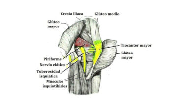 Músculo piramidal o piriforme: anatomía y síntomas del síndrome ...