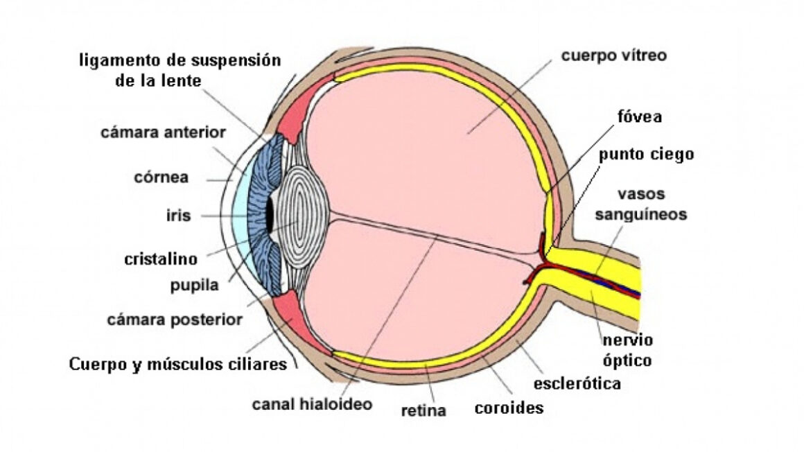 Las 13 partes del ojo humano: cuáles son y sus funciones - Viviendo La ...