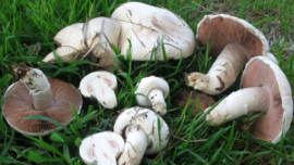 7 tipos de setas comestibles de España - Viviendo La Salud