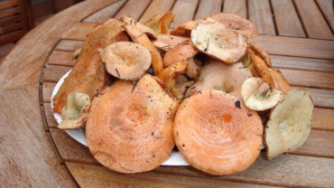 7 tipos de setas comestibles de España - Viviendo La Salud