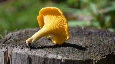 7 tipos de setas comestibles de España - Viviendo La Salud