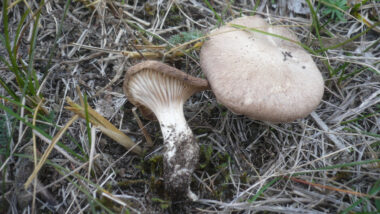 7 tipos de setas comestibles de España - Viviendo La Salud