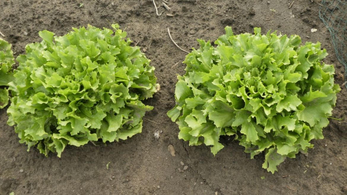 10 tipos de lechuga y sus propiedades nutricionales - Viviendo La Salud