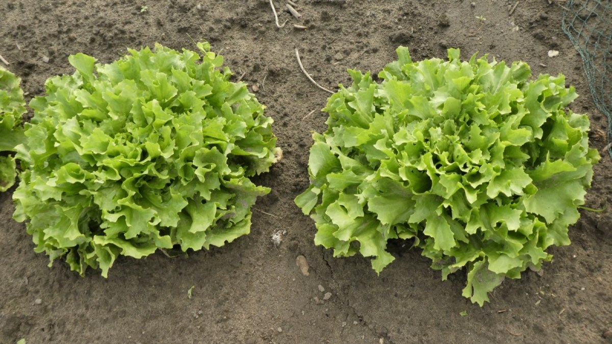 10 tipos de lechuga y sus propiedades nutricionales - Viviendo La Salud