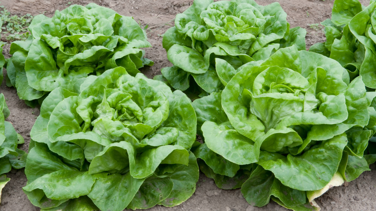 10 tipos de lechuga y sus propiedades nutricionales - Viviendo La Salud