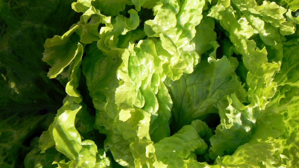10 tipos de lechuga y sus propiedades nutricionales - Viviendo La Salud