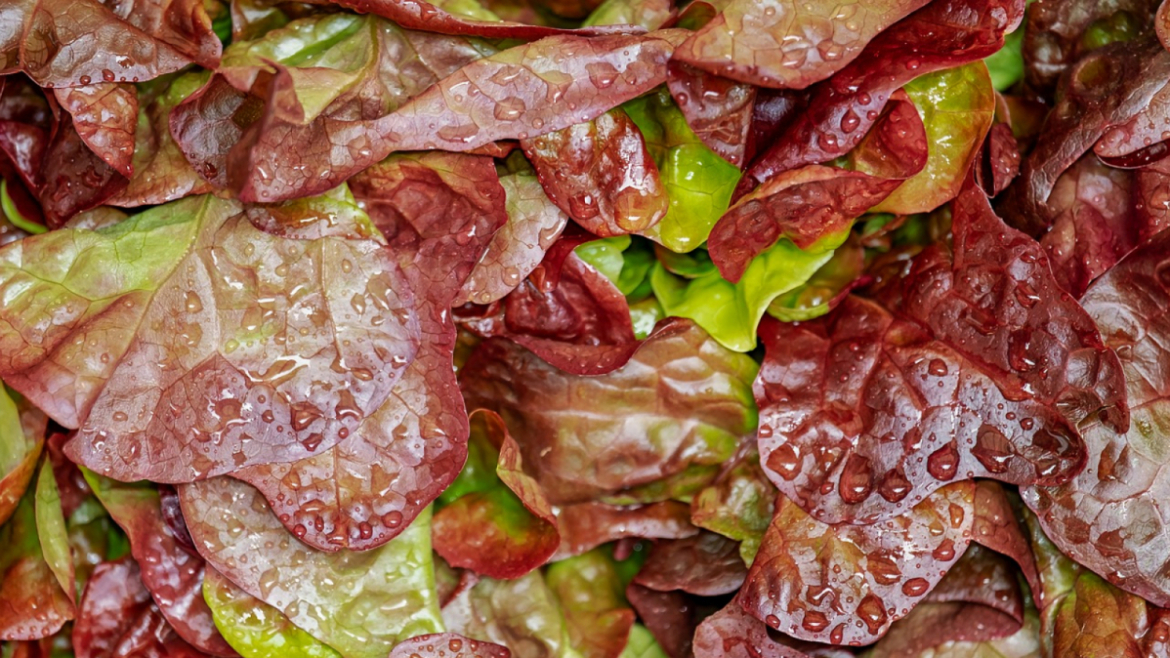 10 tipos de lechuga y sus propiedades nutricionales - Viviendo La Salud