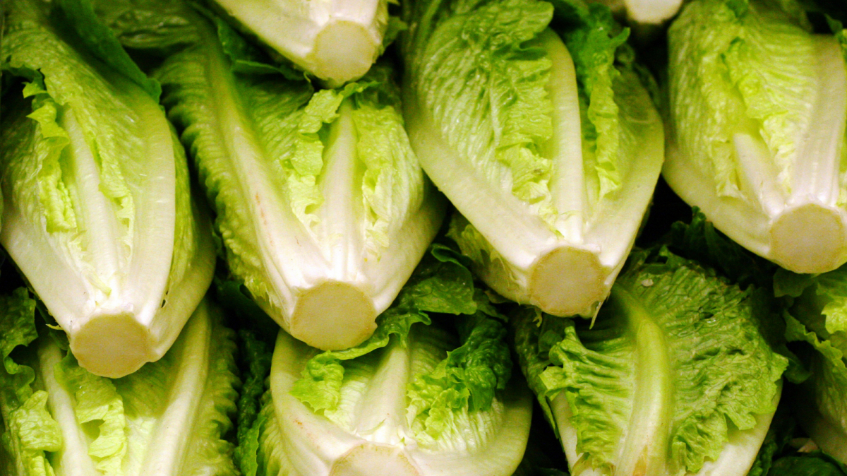 10 tipos de lechuga y sus propiedades nutricionales - Viviendo La Salud