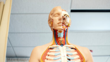 Cáncer de garganta: síntomas, tipos, causas y tratamiento - Viviendo La ...