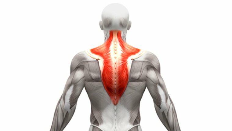 Músculo trapecio: anatomía, funciones y causas de dolor - Viviendo La Salud