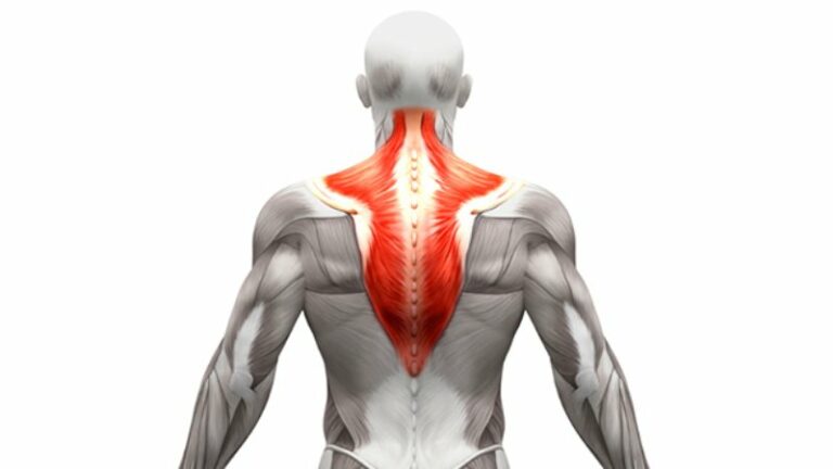 Músculo trapecio: anatomía, funciones y causas de dolor - Viviendo La Salud