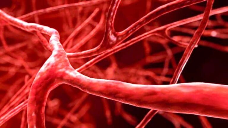 Venas del cuerpo humano: qué son y diferencia con arterias - Viviendo ...