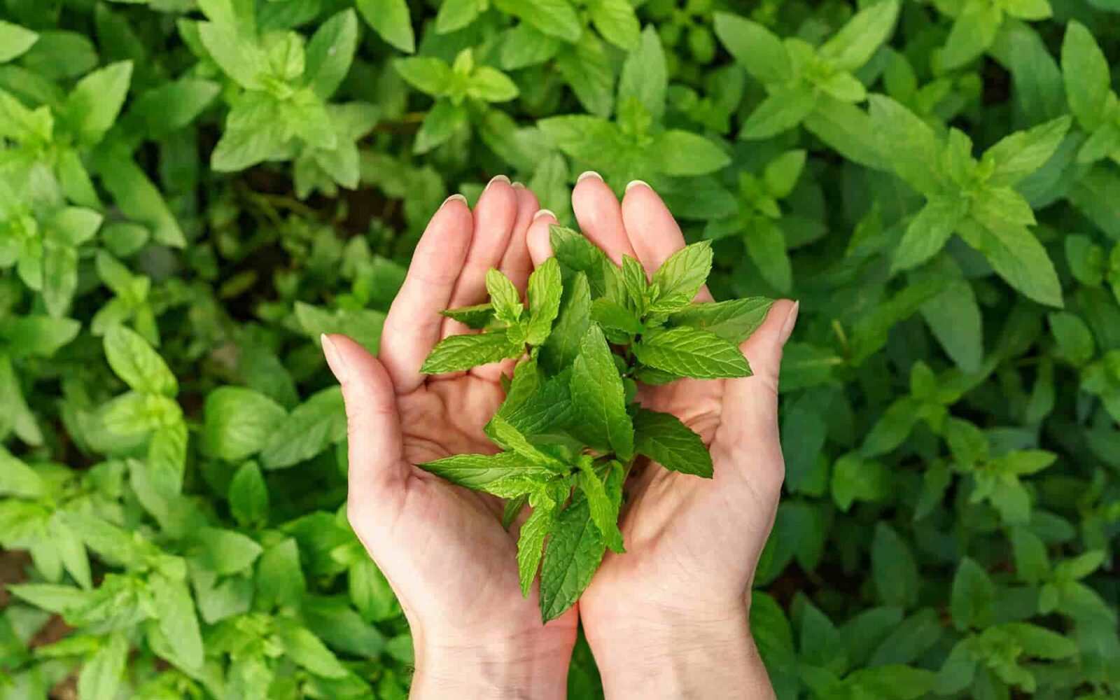 Menta: qué es, propiedades y para qué sirve esta planta - Viviendo La Salud