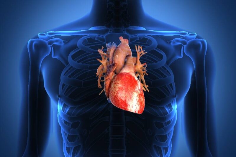 Las 21 partes del corazón humano y sus funciones en el aparato ...