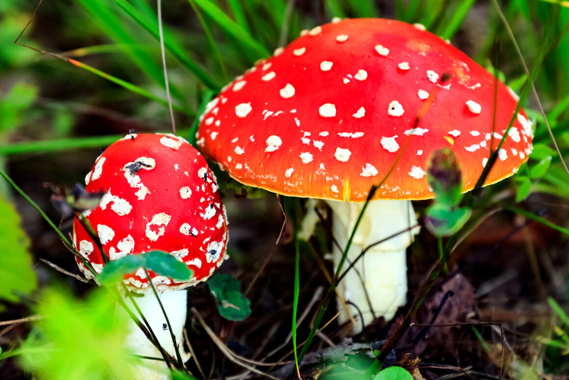 Hongos alucinógenos: qué son, tipos y efectos de esta droga - Viviendo ...