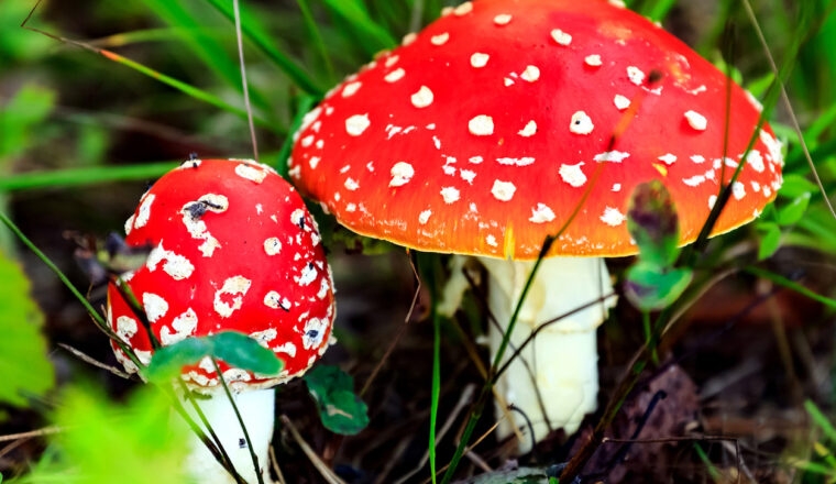 Ganoderma lucidum (hongos reishi): ¿qué es y para qué sirve? - Viviendo ...