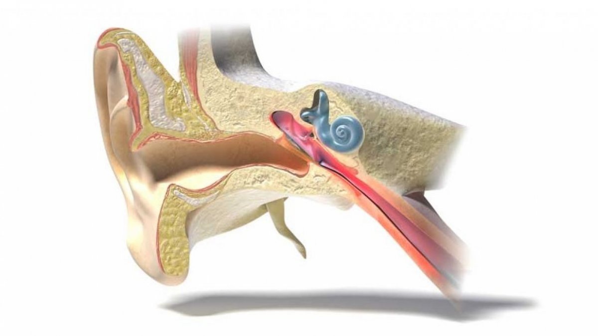 Otitis: ¿qué es? Diferencias entre otitis externa y media - Viviendo La ...